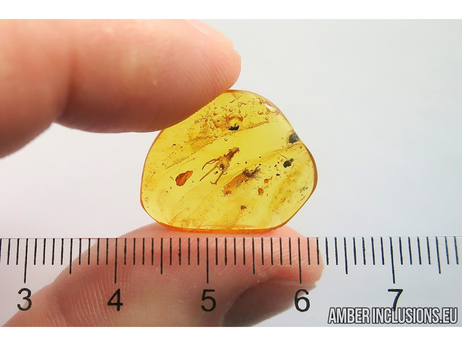 Nice Spider Exuvia and More. Fossil inclusions Baltic amber #13175 ...