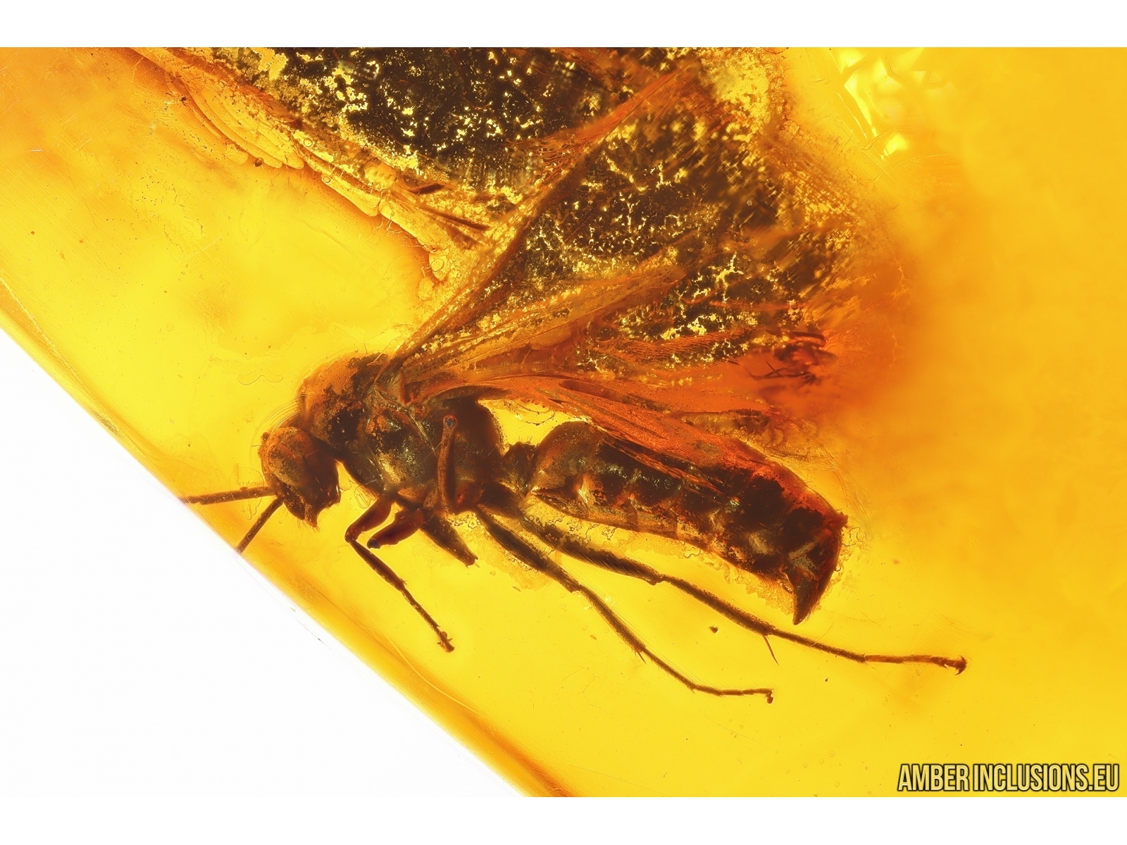 Nice Winged Ant. Fossil insect in Baltic amber #13331 | www ...