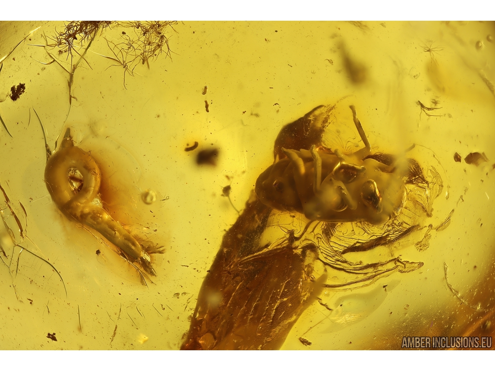 Wood gnat larvae Anisopodidae and Leafhopper nymph Cicadellidae. Fossil ...