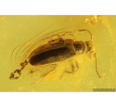 Antlike leaf beetle Aderidae with Coprolites! Fossil inclusions Baltic ...