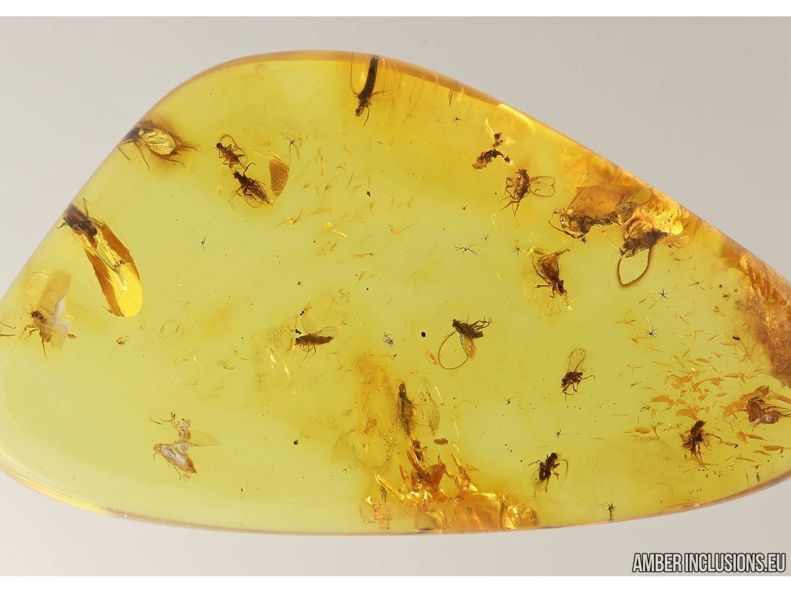 Swarm of Scuttle Flies Phoridae and Ant. Fossil inclusions Baltic amber ...