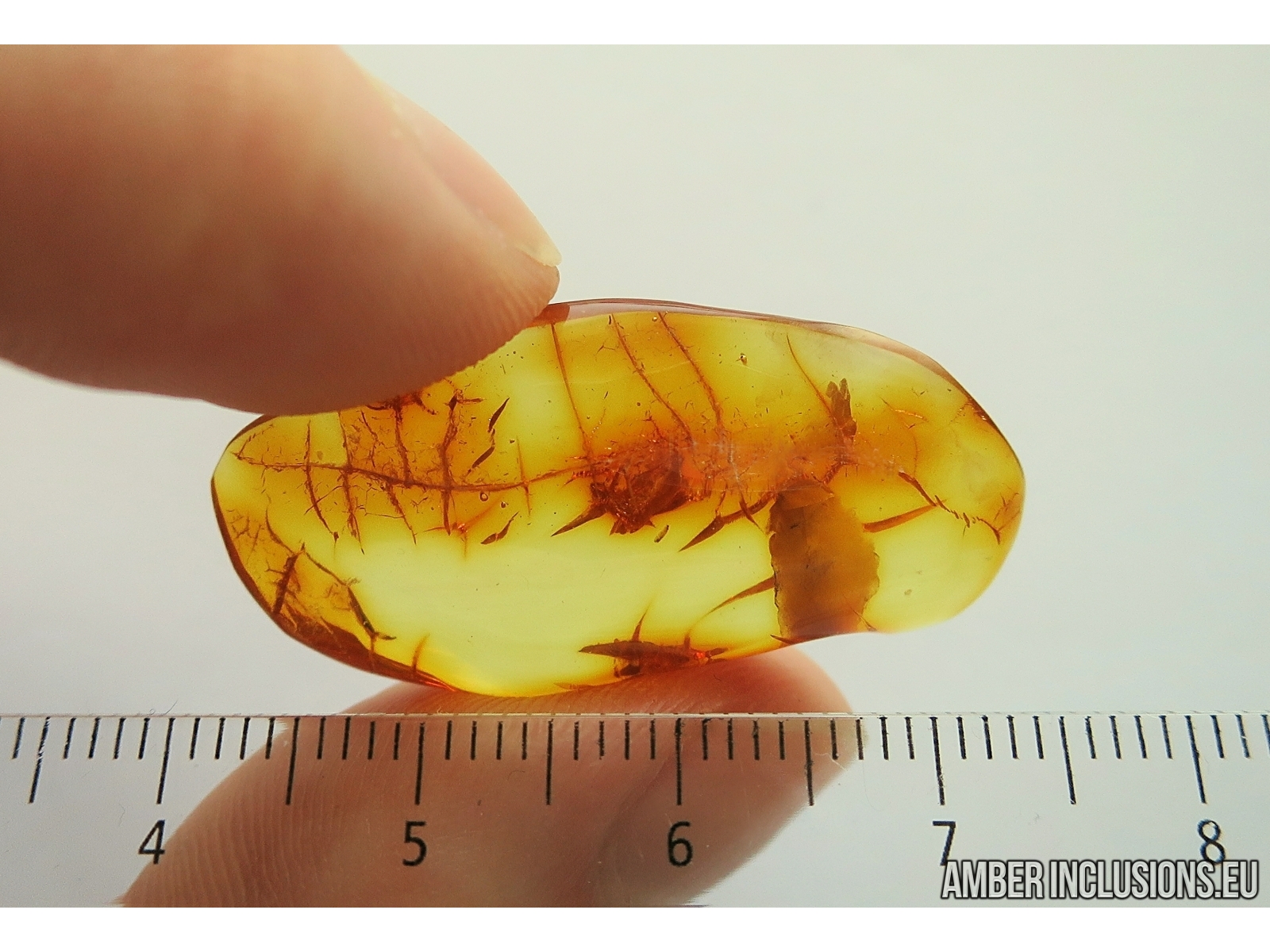 Nice Cocoon. Fossil inclusion in Baltic amber sotne #14078 | www ...