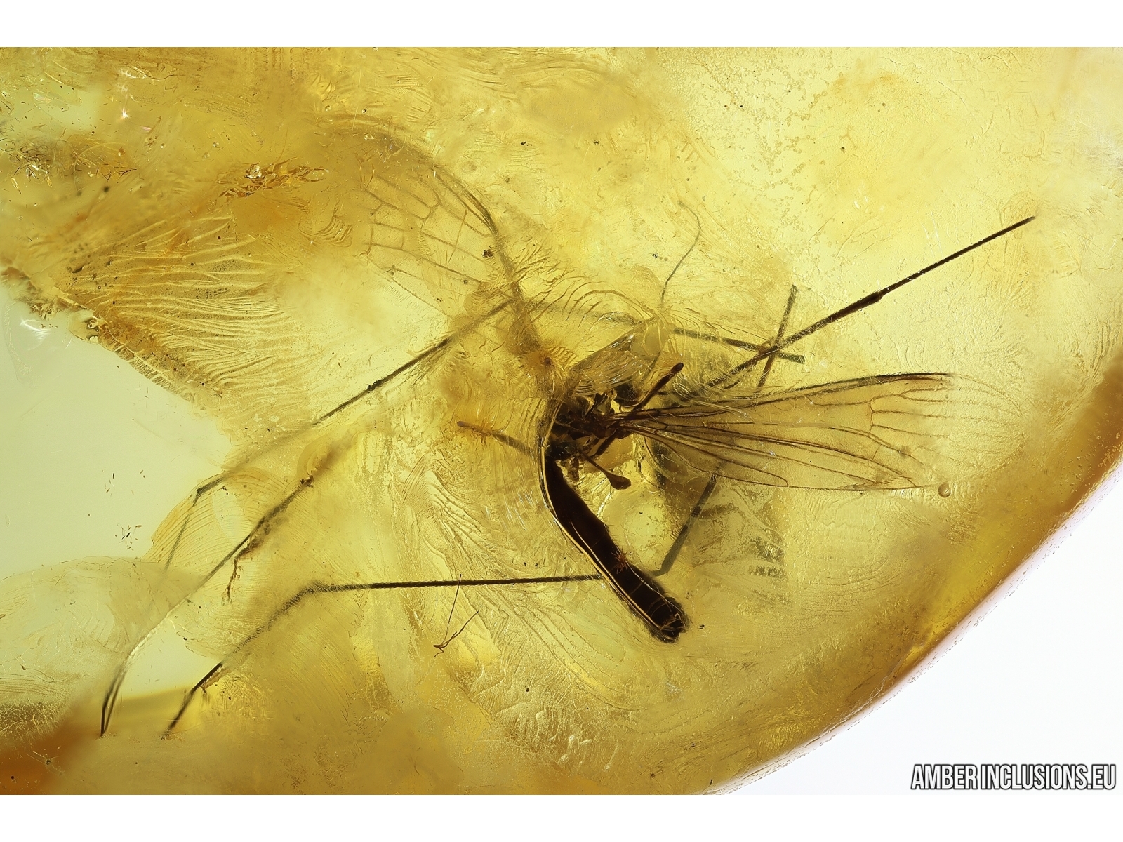 Crane fly Limoniidae, Leaf and Coprolite. Fossil inclusions Ukrainian ...