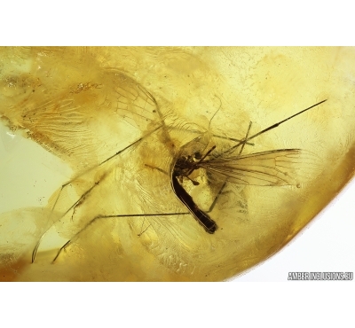Crane fly Limoniidae, Leaf and Coprolite. Fossil inclusions Ukrainian ...