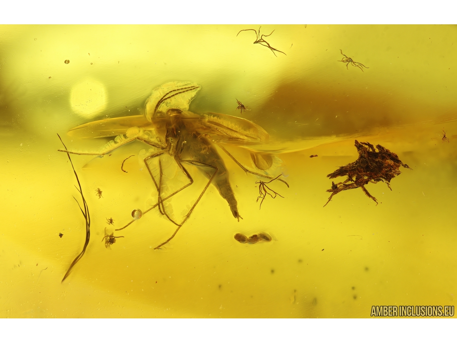 Spider and Gnat with Eggs. Fossil inclusions Baltic amber Stone #14745 ...