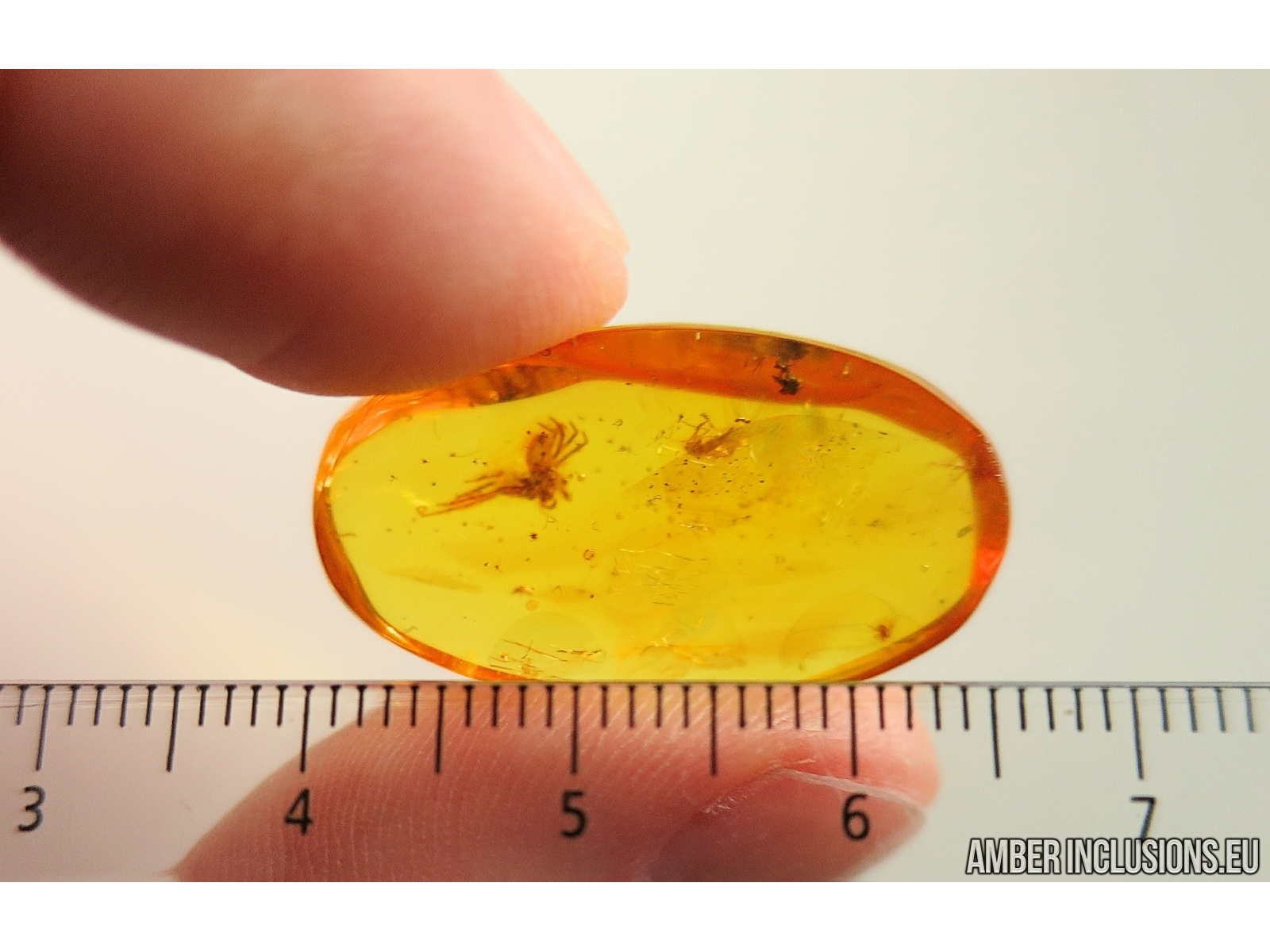 Spider and Gnat with Eggs. Fossil inclusions Baltic amber Stone #14745 ...