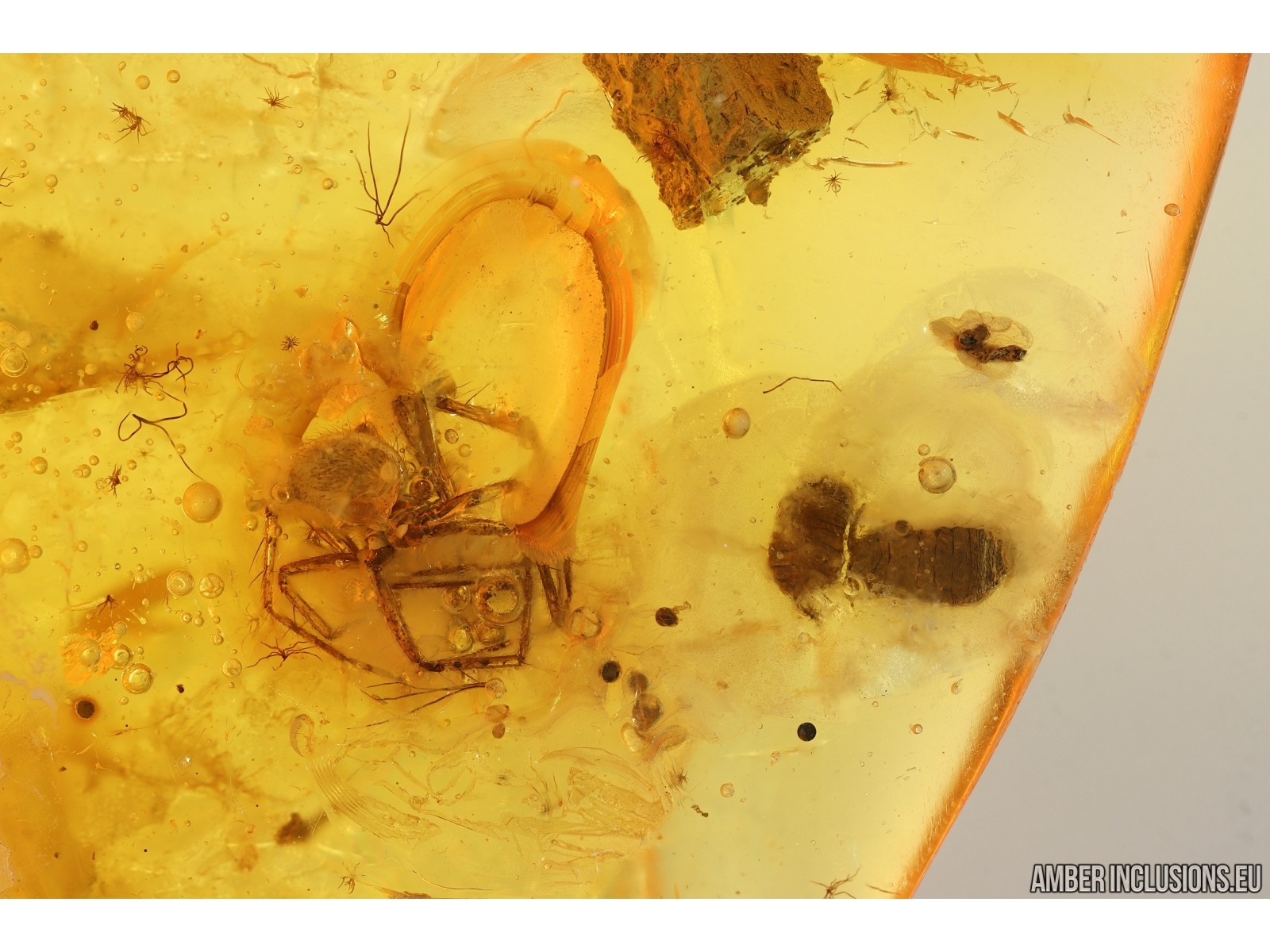 Long-legged flies, Spider, 2 Coccid larvae and Beetle. Fossil ...