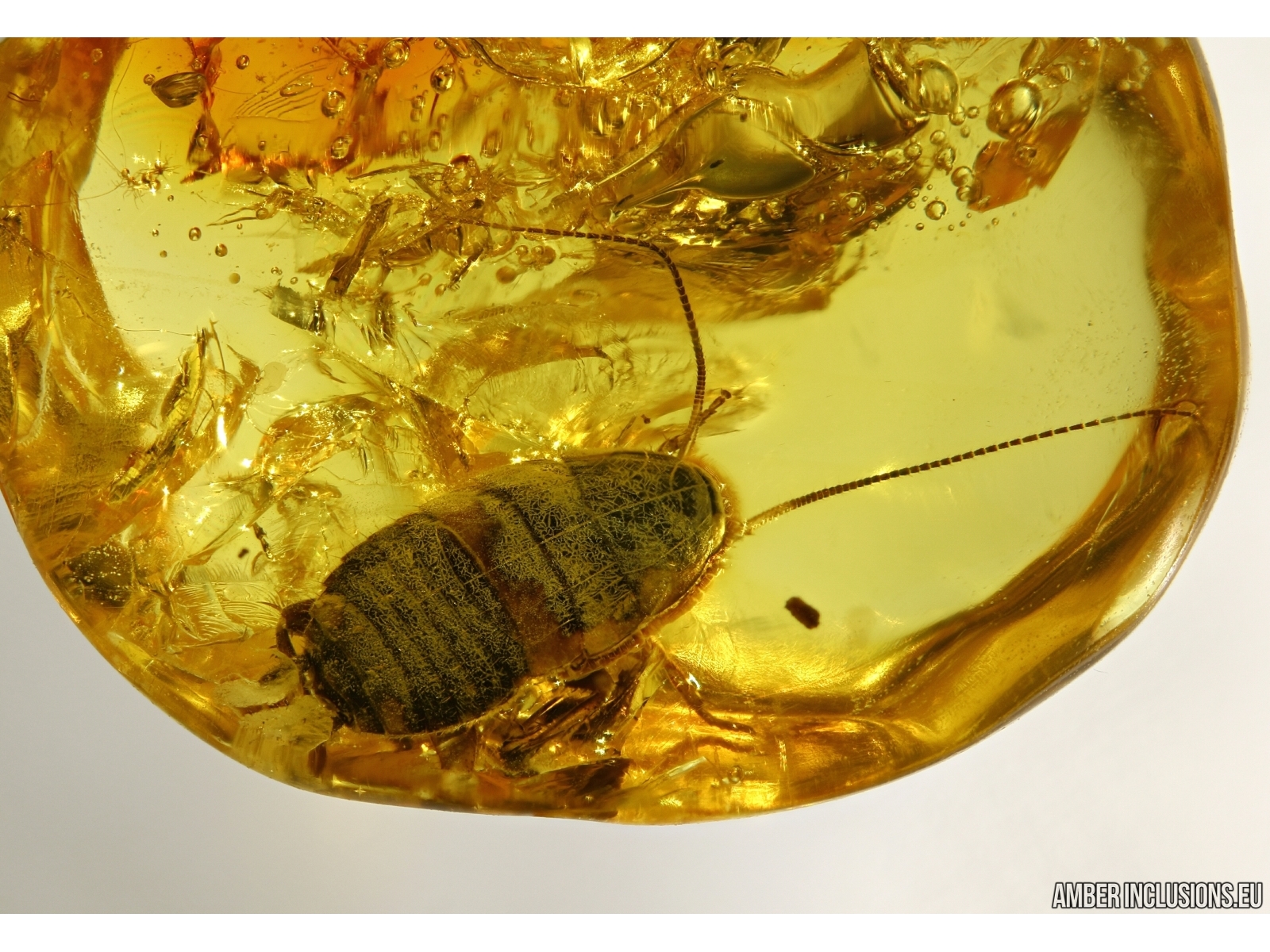 COCKROACH, BLATTARIA in Baltic amber #4339 | www.amberinclusions.eu