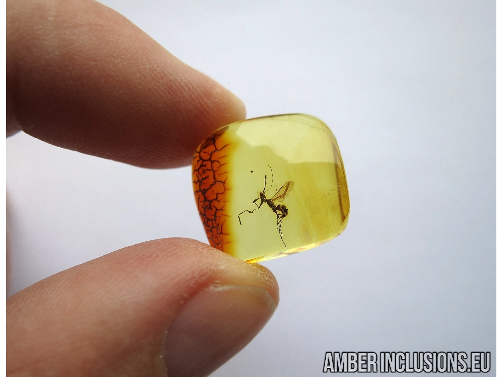 HYMENOPTERA, RARE WASP DRYINIDAE in BALTIC AMBER #4174 | www ...