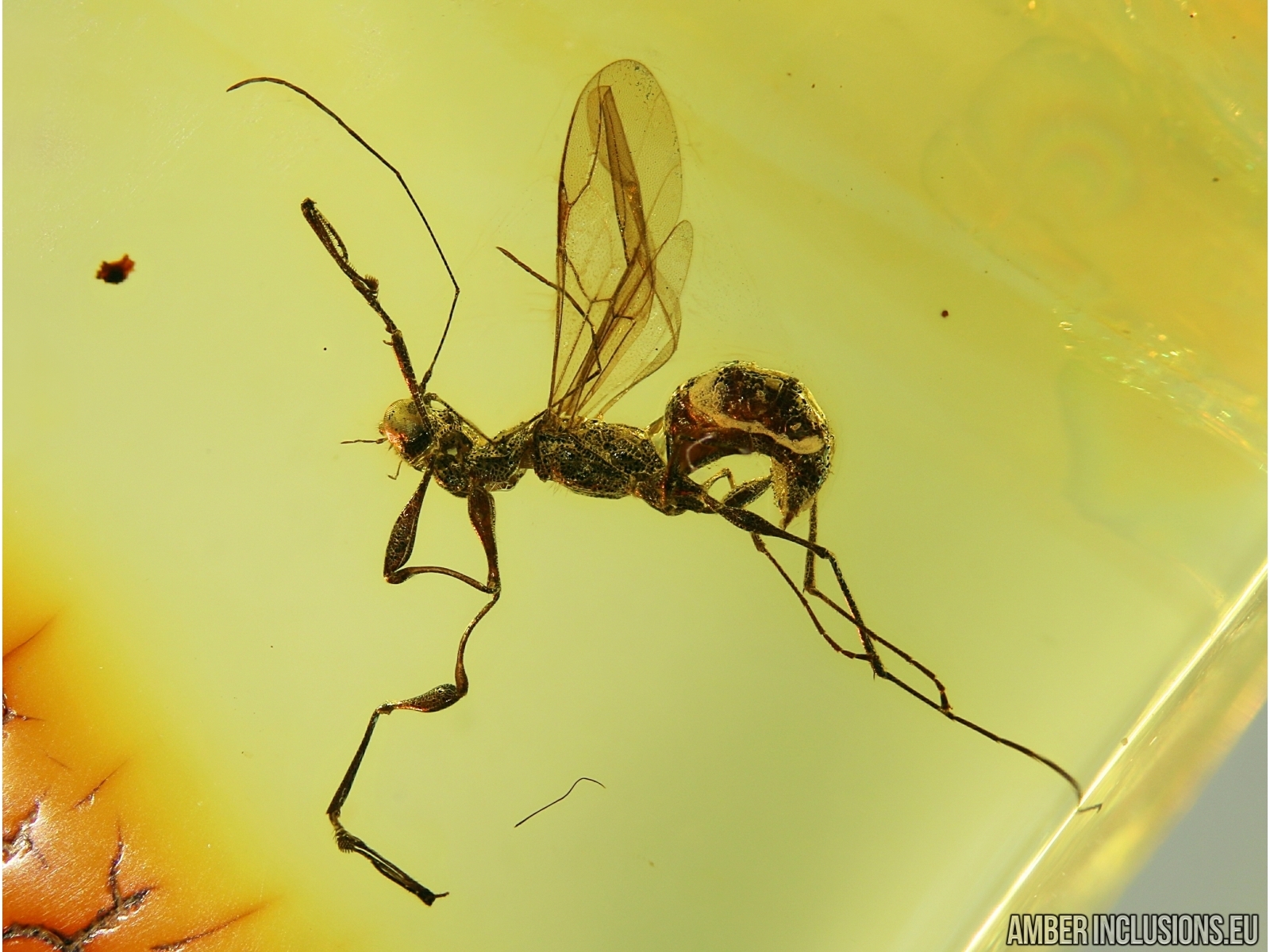 HYMENOPTERA, RARE WASP DRYINIDAE in BALTIC AMBER #4174 | www ...
