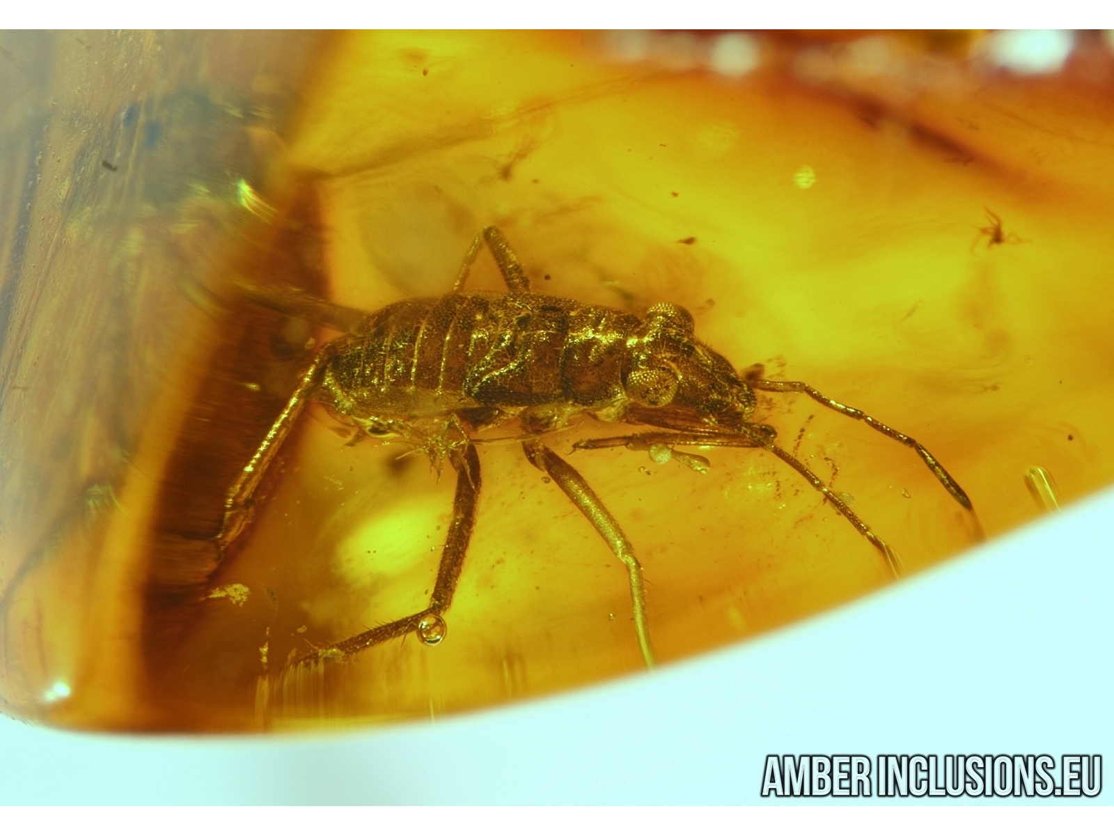 EXTREMELY RARE TWO WATER BUGS: Veliidae and Hydrometridae in Baltic ...