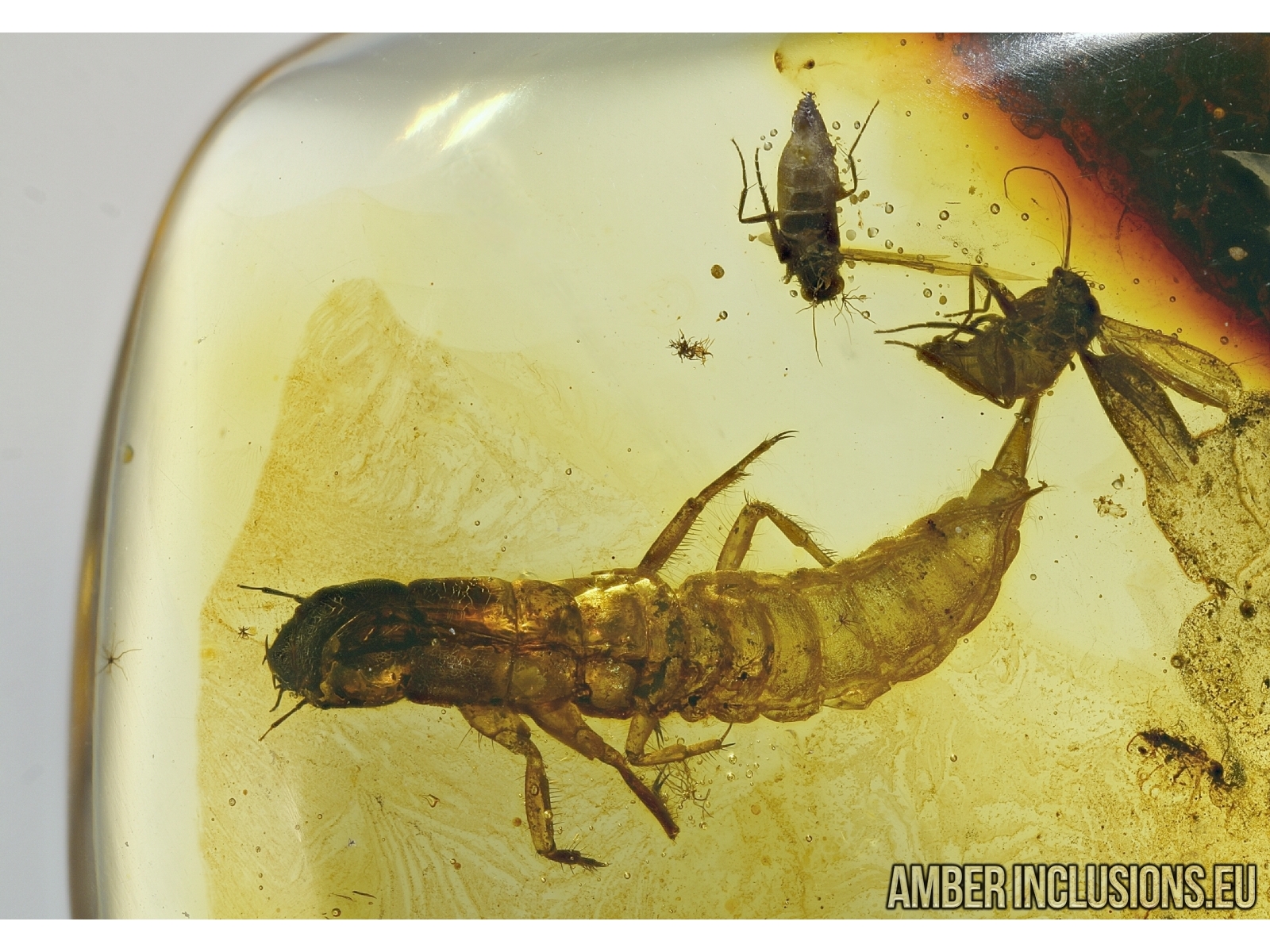 Very Rare Two aquatic insects: Neuroptera larva Osmylidae and ...