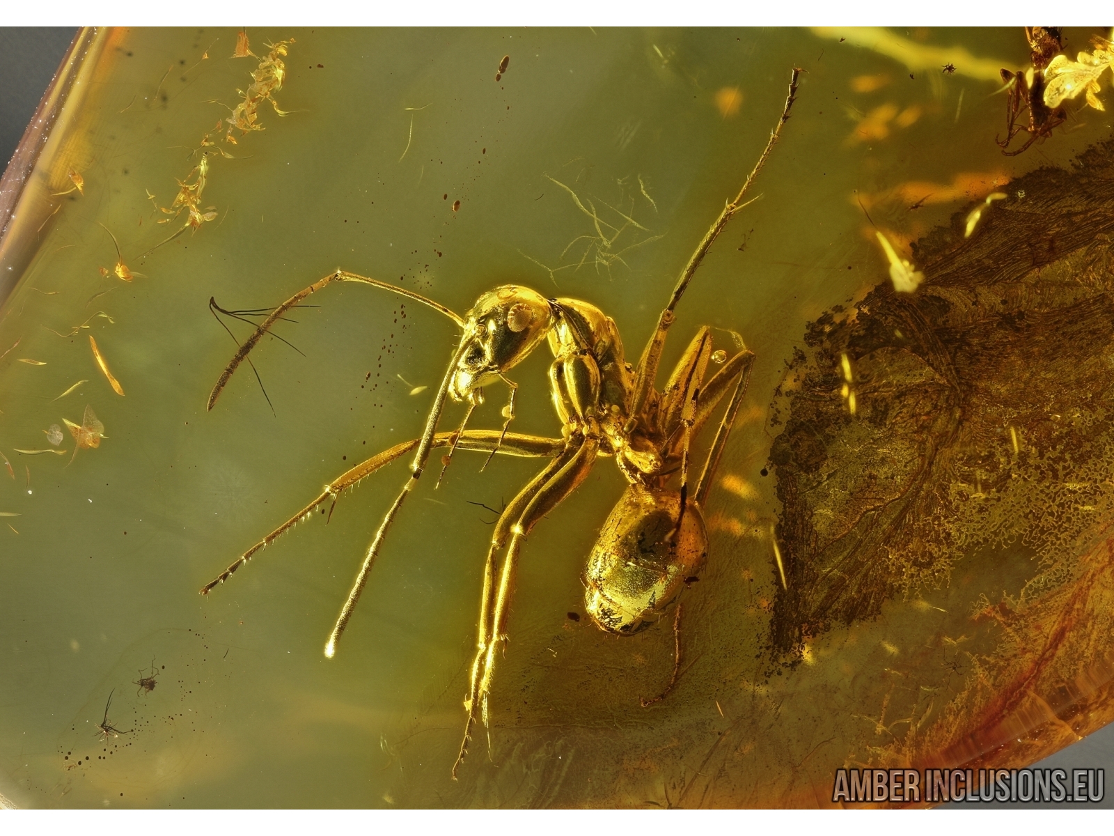 Hymenoptera, Ant in Baltic amber #5052 | www.amberinclusions.eu