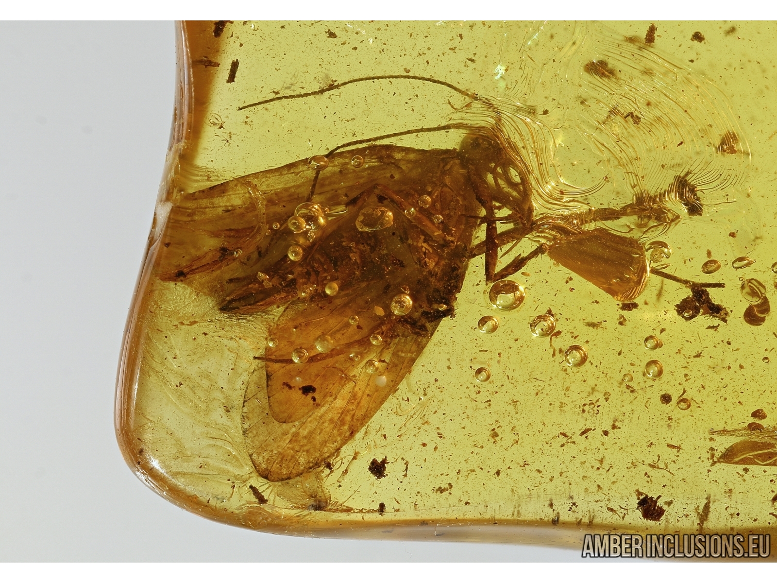 Lepidoptera, Moth in Baltic amber #5066 | www.amberinclusions.eu