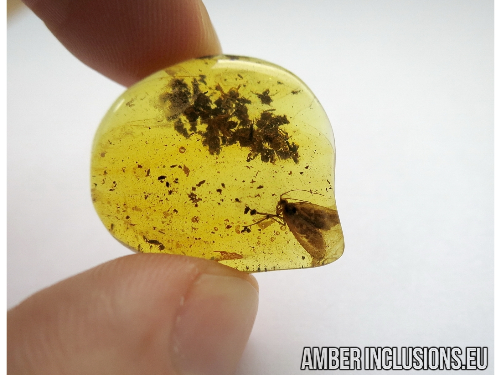 Lepidoptera, Moth in Baltic amber #5066 | www.amberinclusions.eu