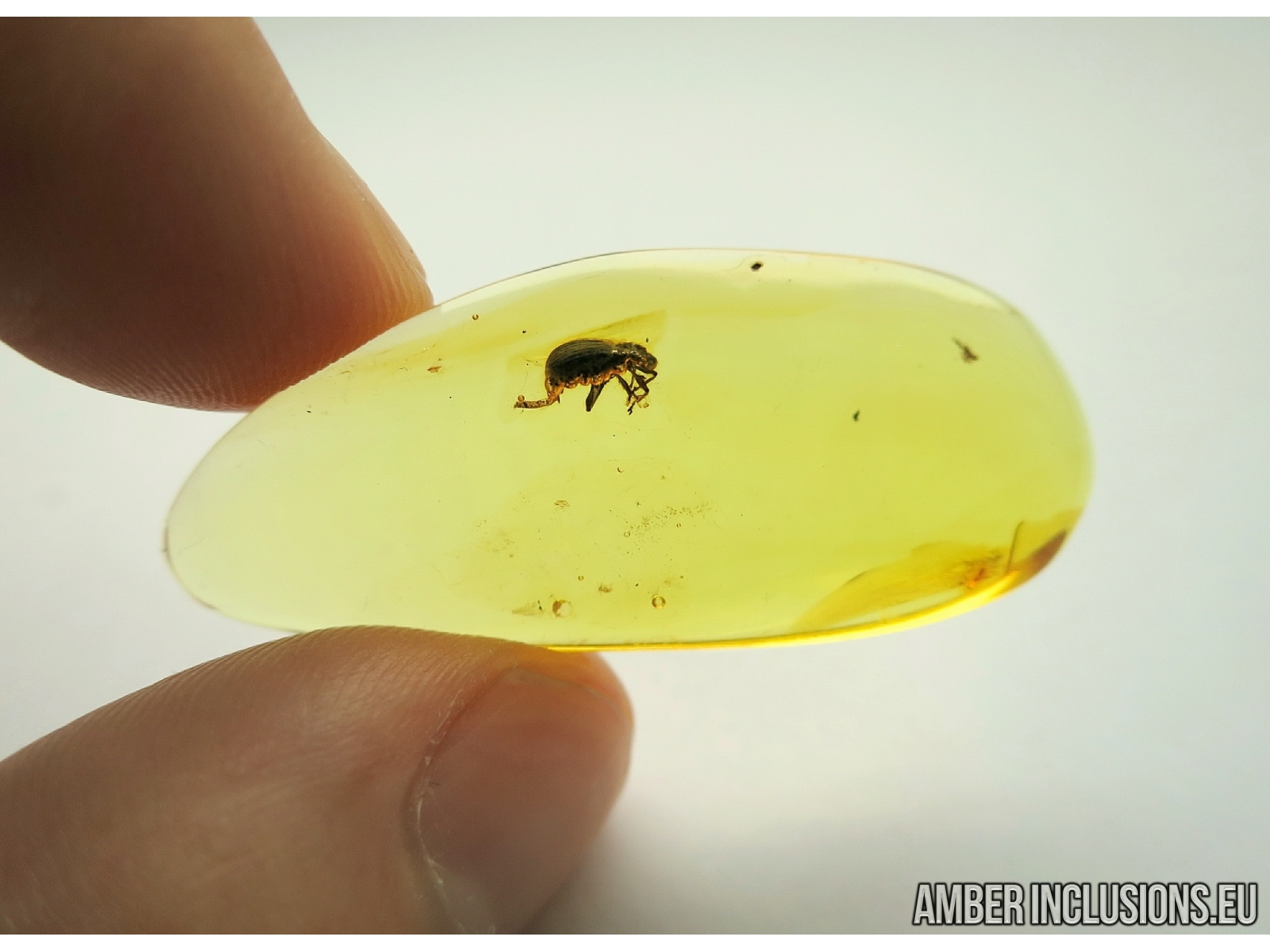 CURCULIONIDAE, Weevil Snout Beetle BALTIC AMBER #5095 | www ...
