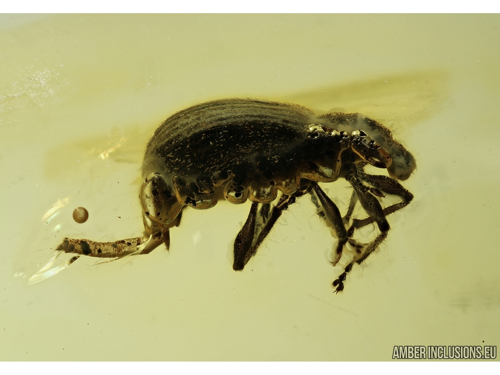 CURCULIONIDAE, Weevil Snout Beetle BALTIC AMBER #5095 | www ...