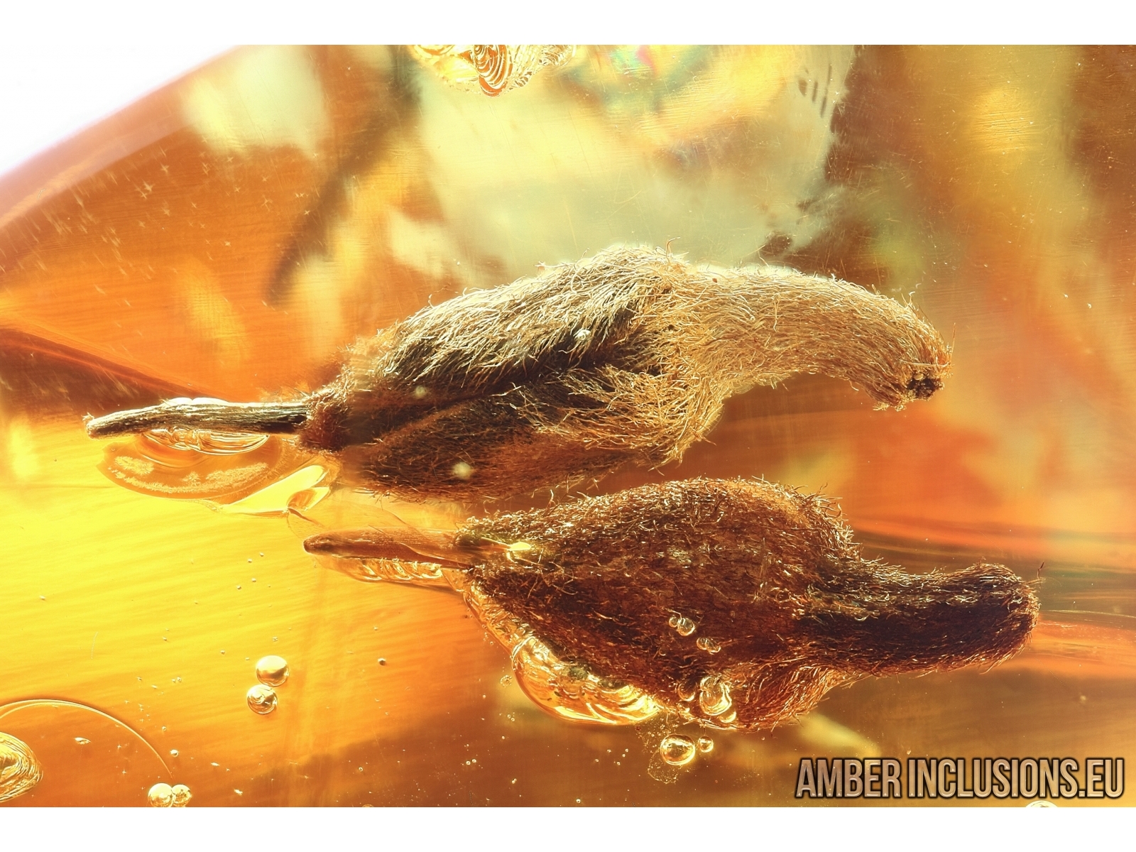Two Very nice Flowers. Fossil inclusions in Big Baltic amber stone ...