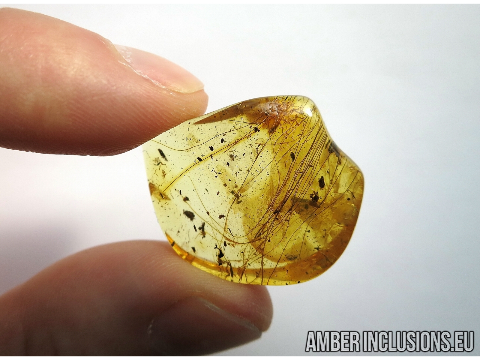 Mammalian hair. Fossil inclusion in Baltic amber #5716 | www ...