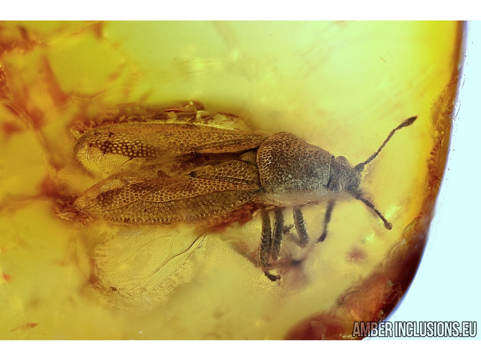 Piesmatidae: Heissiana serafini, rare Ash-Grey Leaf Bug. Fossil ...