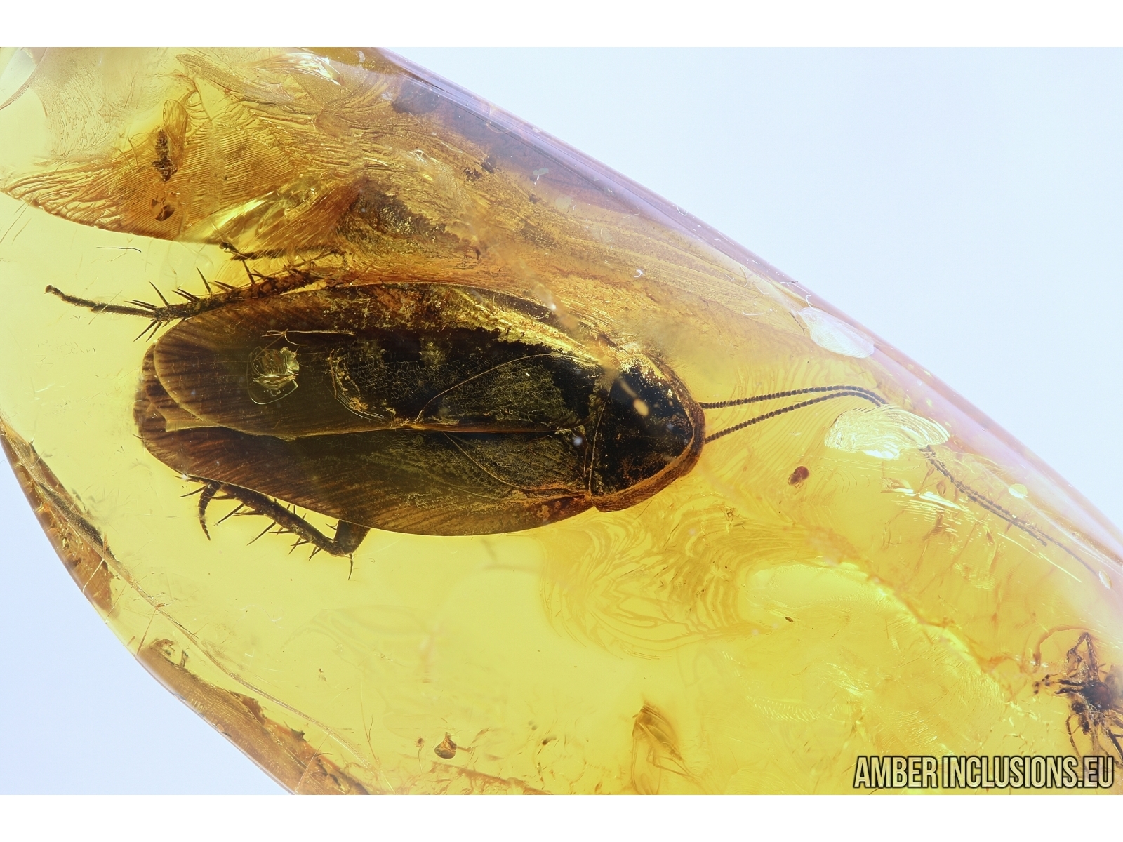 Big 15mm! COCKROACH, BLATTARIA. Fossil insect in Baltic amber #5747 ...