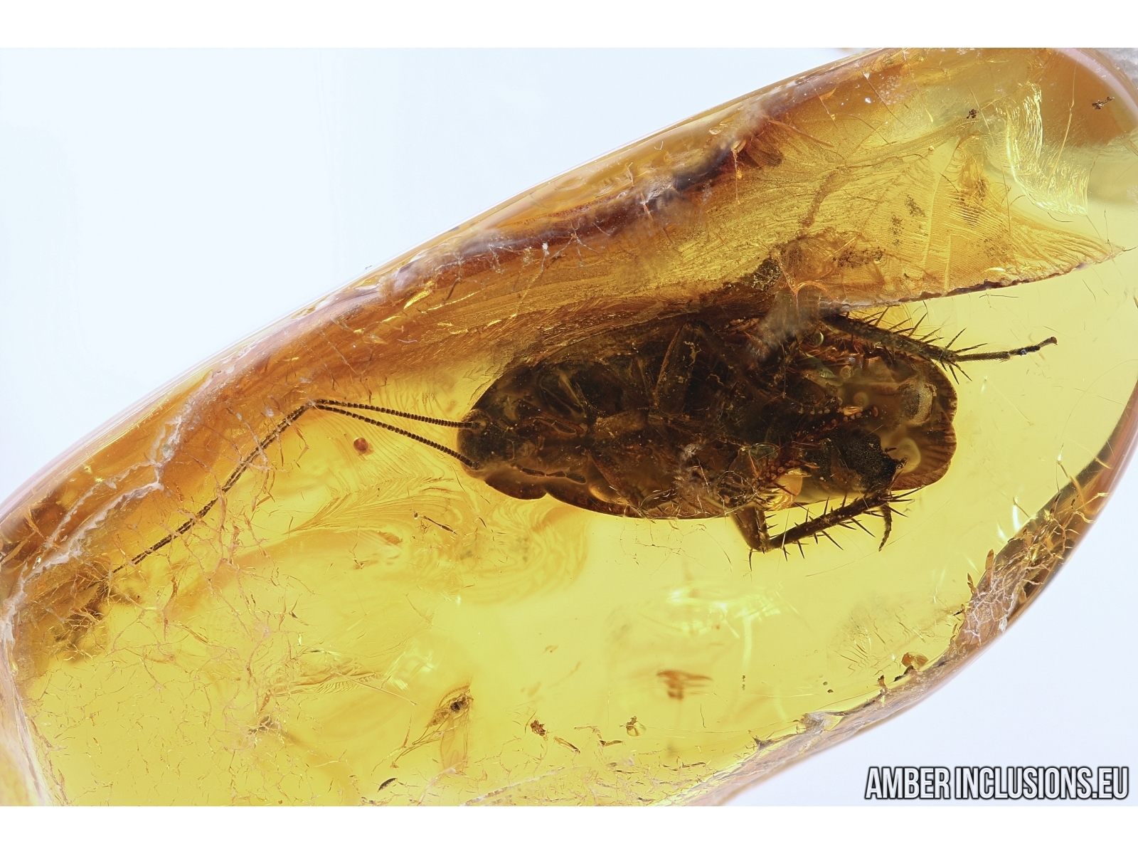 Big 15mm! COCKROACH, BLATTARIA. Fossil insect in Baltic amber #5747 ...