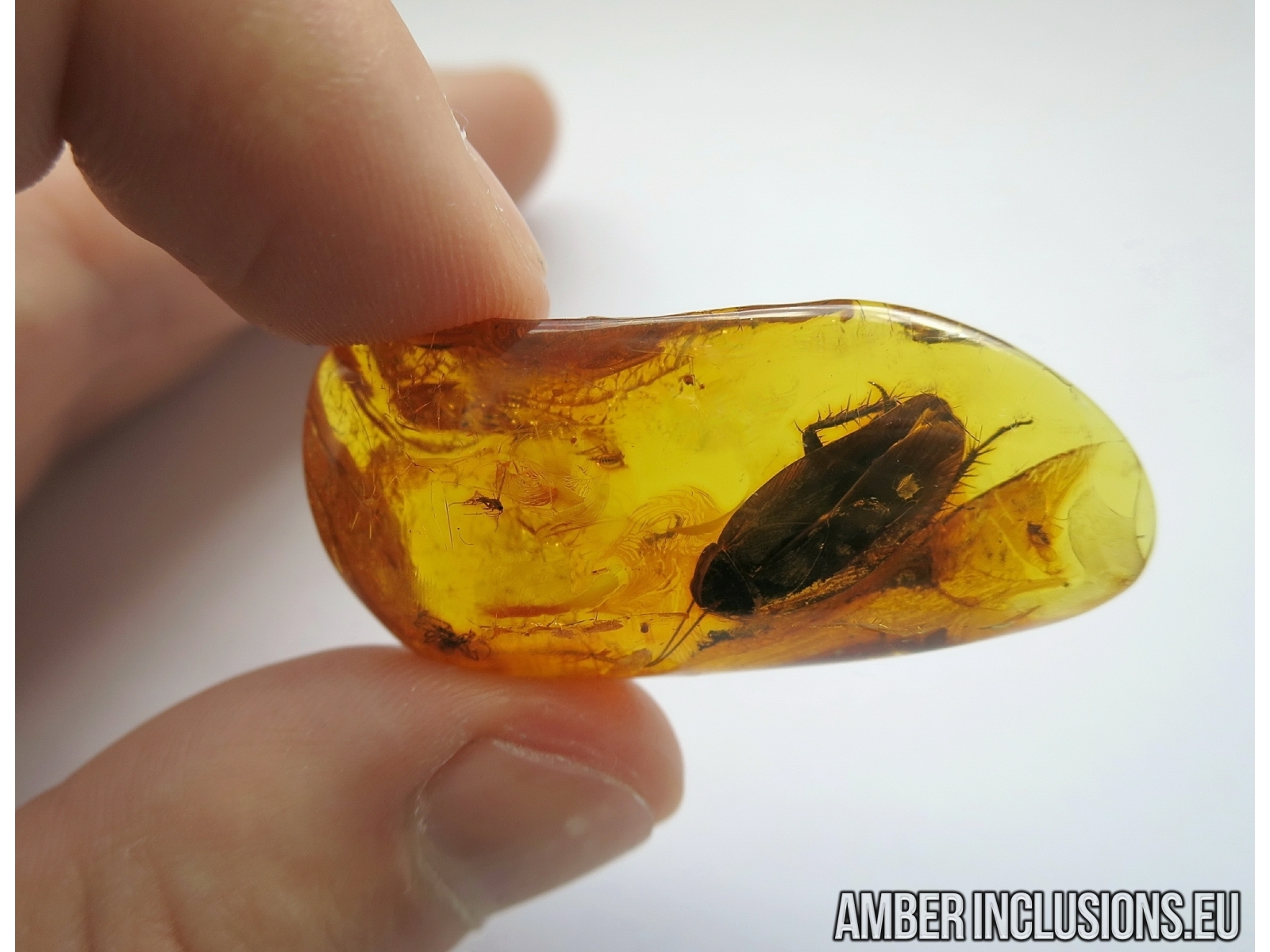 Big 15mm! COCKROACH, BLATTARIA. Fossil insect in Baltic amber #5747 ...