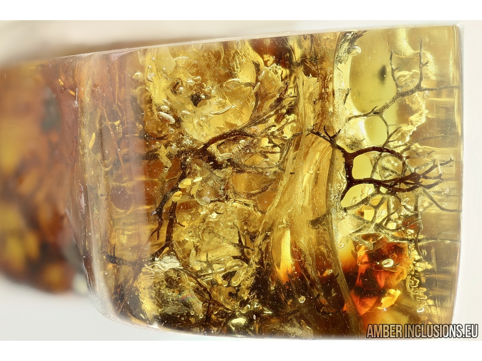 Rare lichen. Fossil inclusion in Baltic amber #5812 | www ...