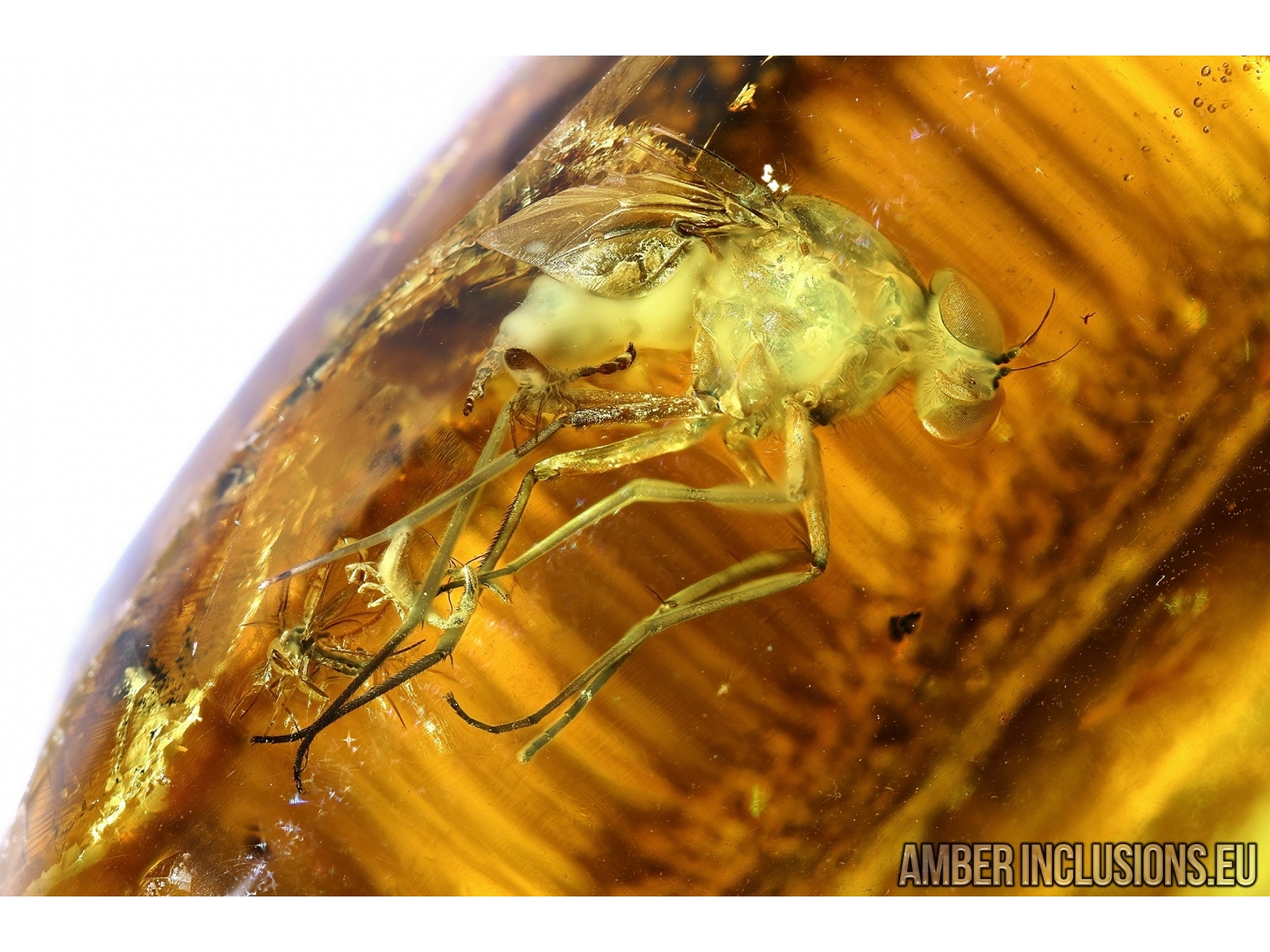Extremely rare ACTION! FLY WITH TWO (!!) PSEUDOSCORPIONS (PHORESY ...
