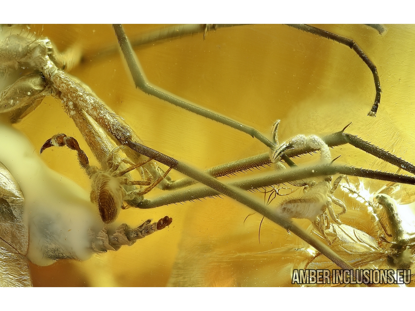 Extremely rare ACTION! FLY WITH TWO (!!) PSEUDOSCORPIONS (PHORESY ...