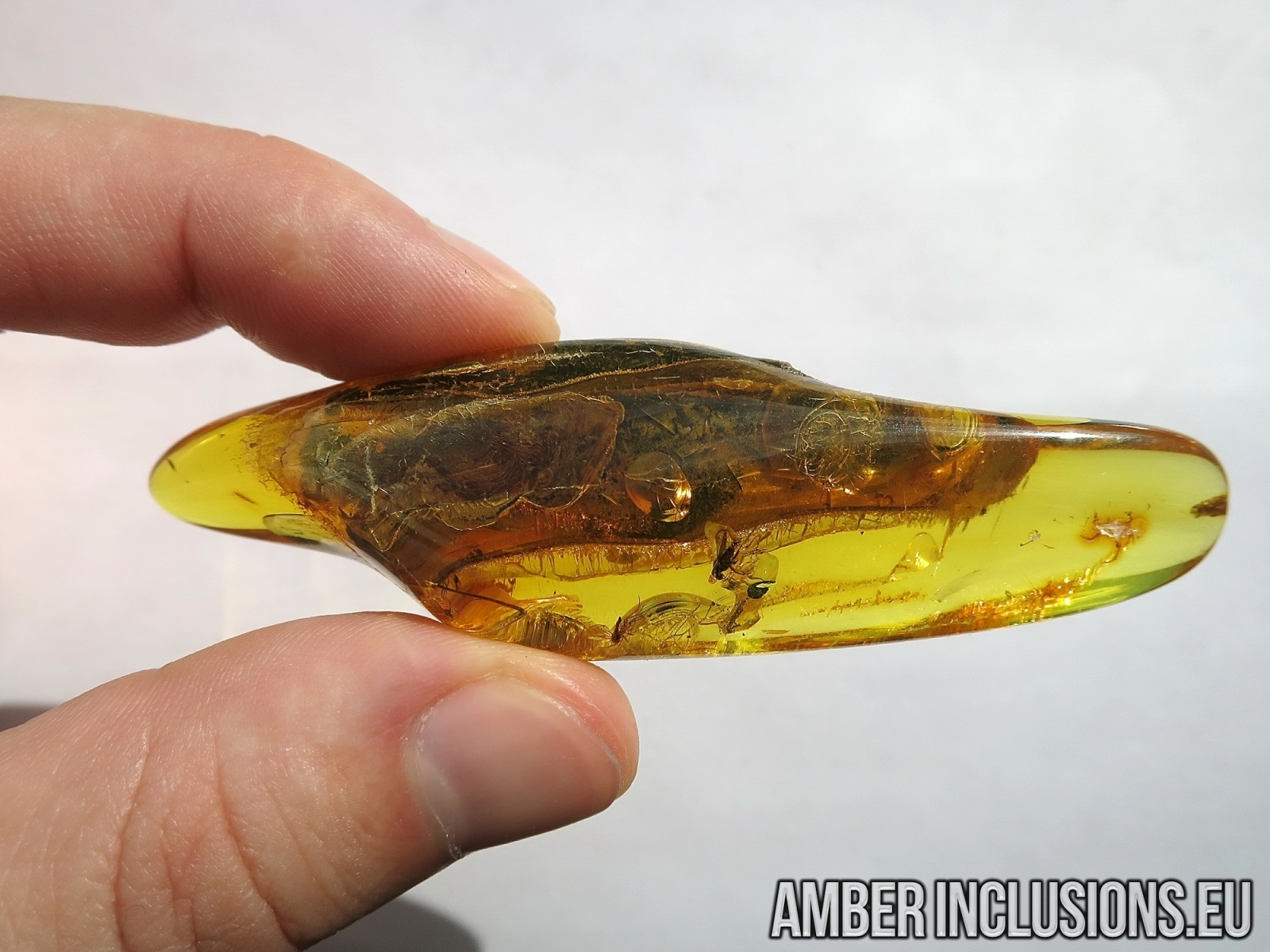 Extremely rare ACTION! FLY WITH TWO (!!) PSEUDOSCORPIONS (PHORESY ...