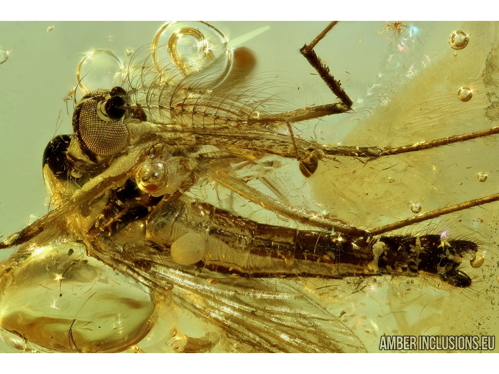 Fossil Insect Inclusion Inside Baltic Amber Stone Mosquito Jewelry ...