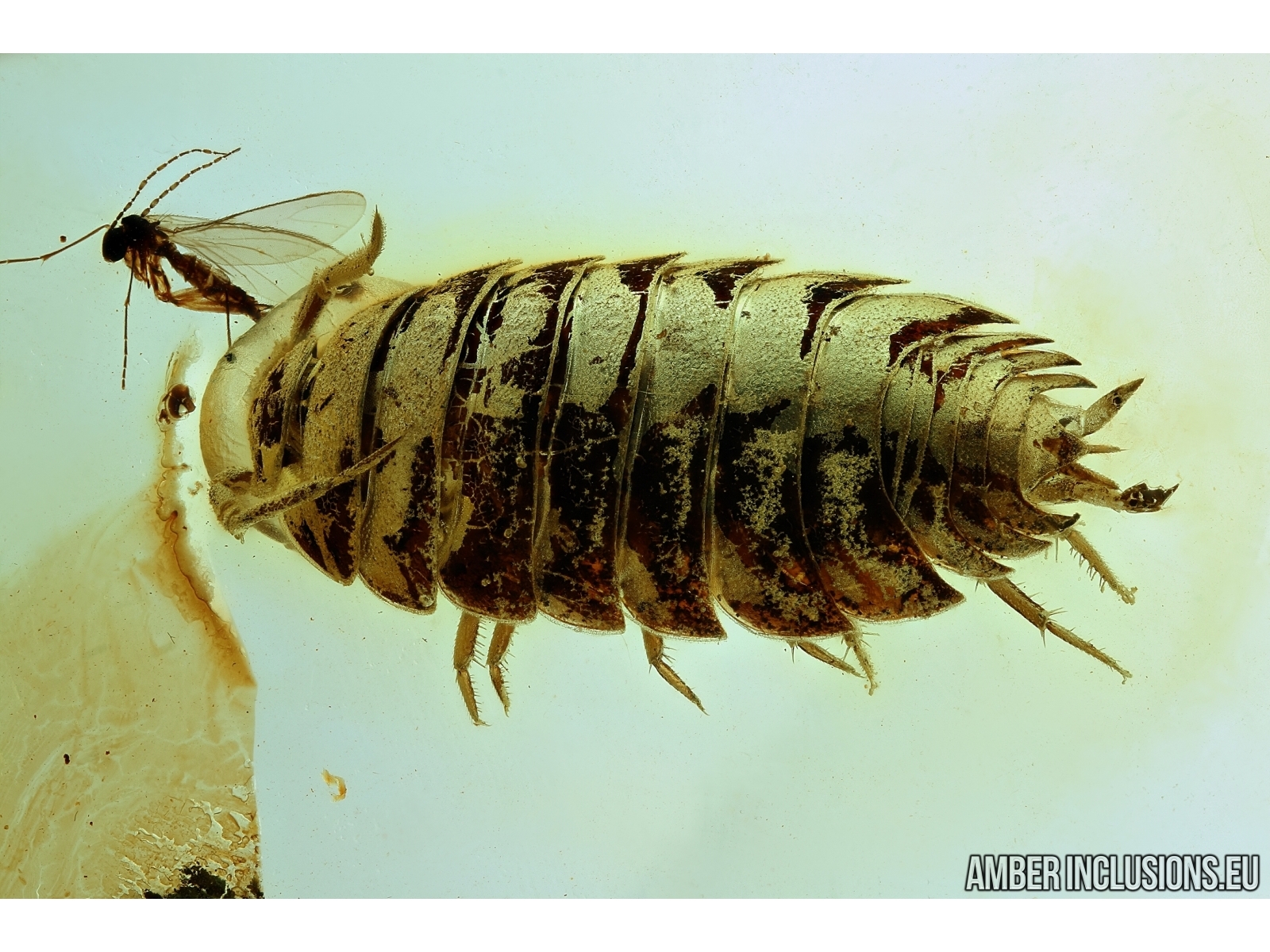 Isopoda, Woodlice. Fossil insect in Baltic amber #6472 | www ...