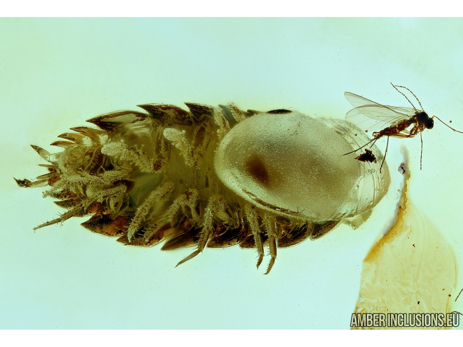Isopoda, Woodlice. Fossil insect in Baltic amber #6472 | www ...