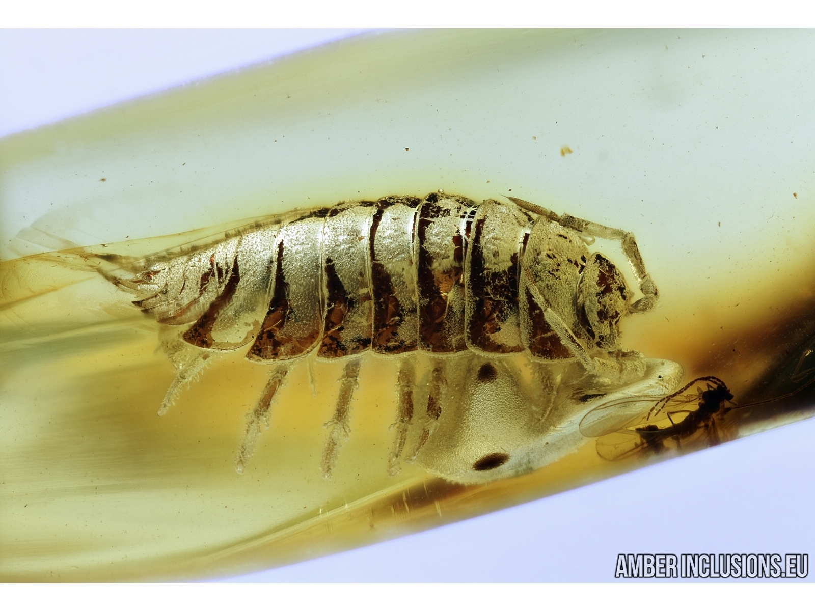 Isopoda, Woodlice. Fossil insect in Baltic amber #6472 | www ...