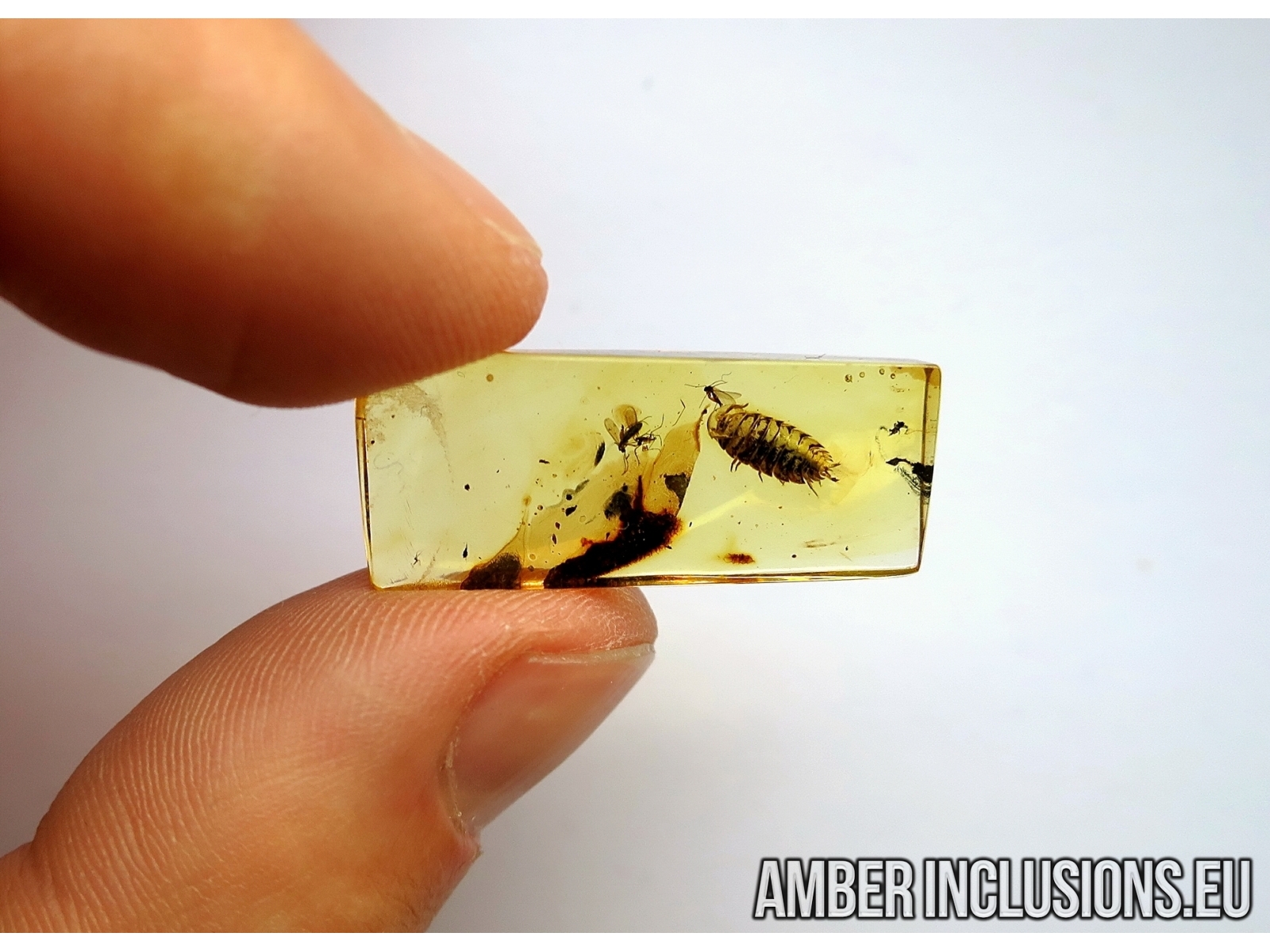 Isopoda, Woodlice. Fossil insect in Baltic amber #6472 | www ...