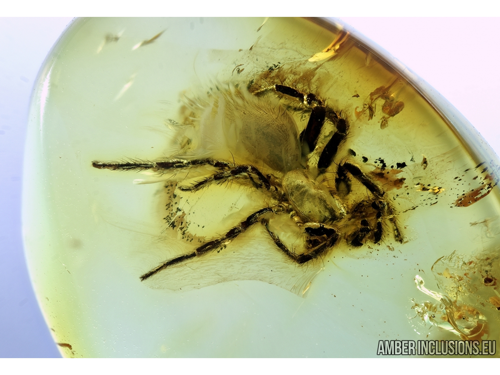 Araneae, Spider. Fossil inclusion in Baltic amber #6561 | www ...