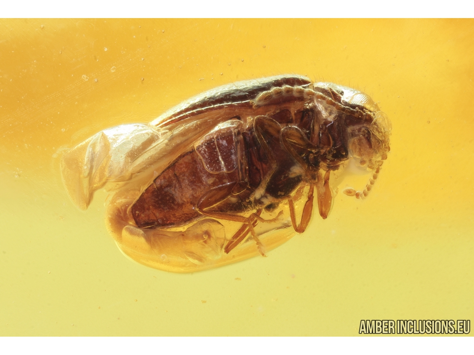 Hymenoptera Ichneumonidae Wasp, Rare Dawn Spider Archaeidae Paradoxa ...