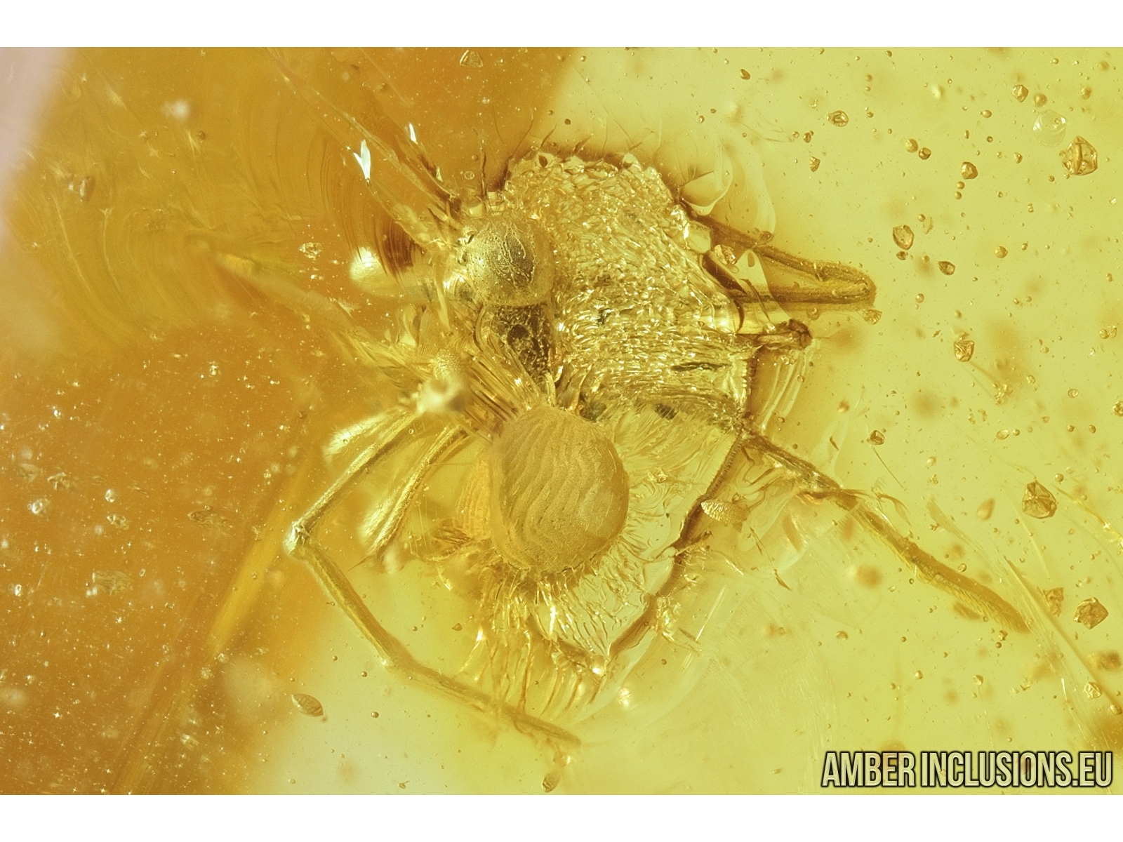 Hymenoptera Ichneumonidae Wasp, Rare Dawn Spider Archaeidae Paradoxa ...