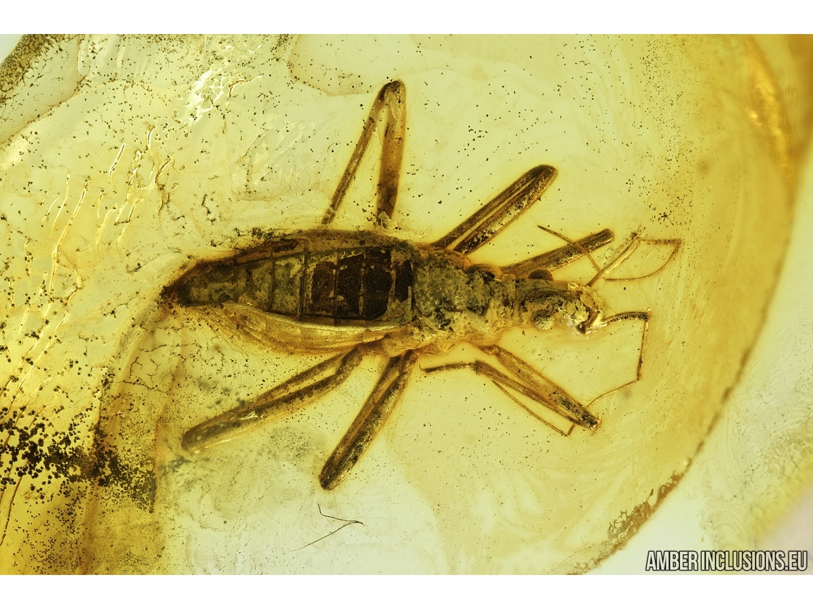 Rare Water Bug, Veliidae. Fossil insect in Baltic amber #7056 | www ...