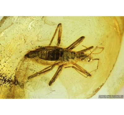 Rare Water Bug, Veliidae. Fossil insect in Baltic amber #7056 | www ...