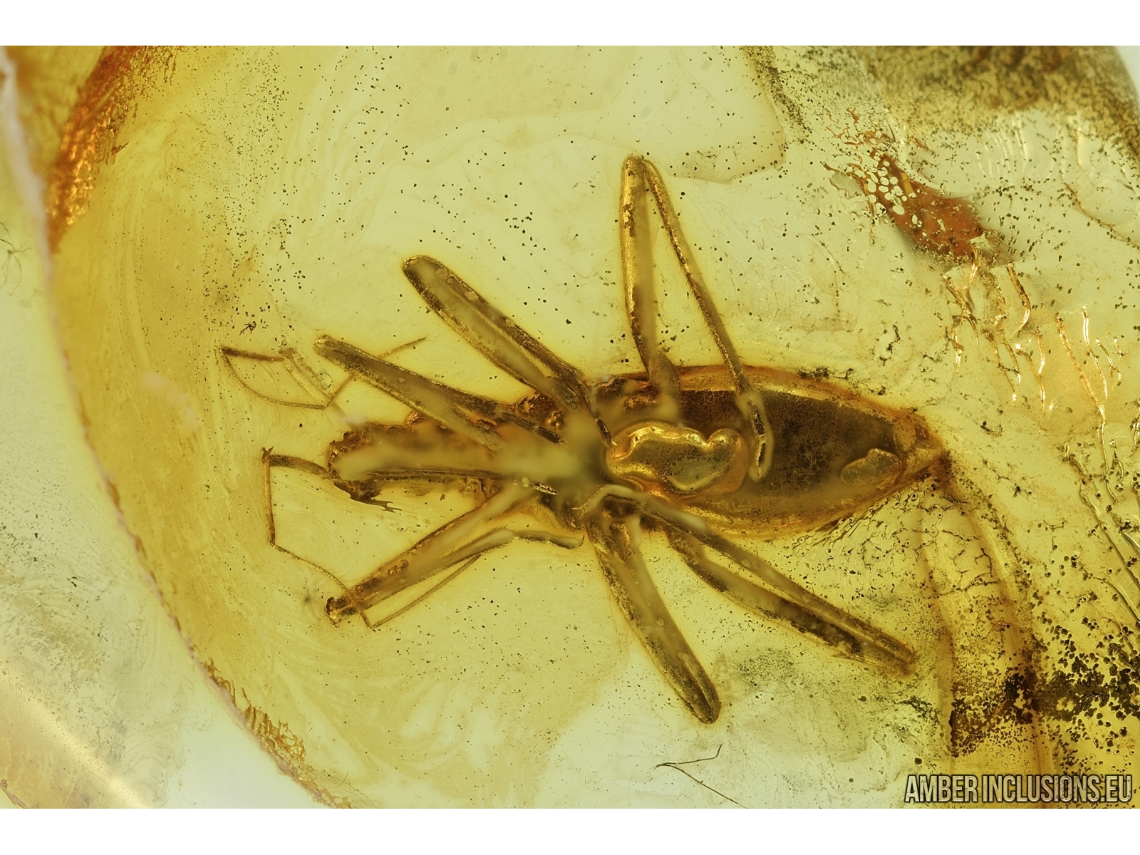 Rare Water Bug, Veliidae. Fossil insect in Baltic amber #7056 | www ...