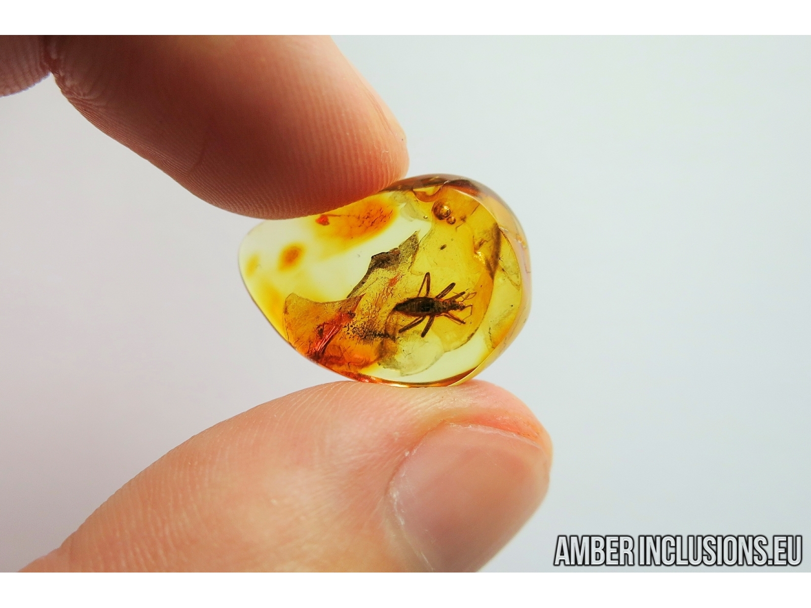 Rare Water Bug, Veliidae. Fossil insect in Baltic amber #7056 | www ...