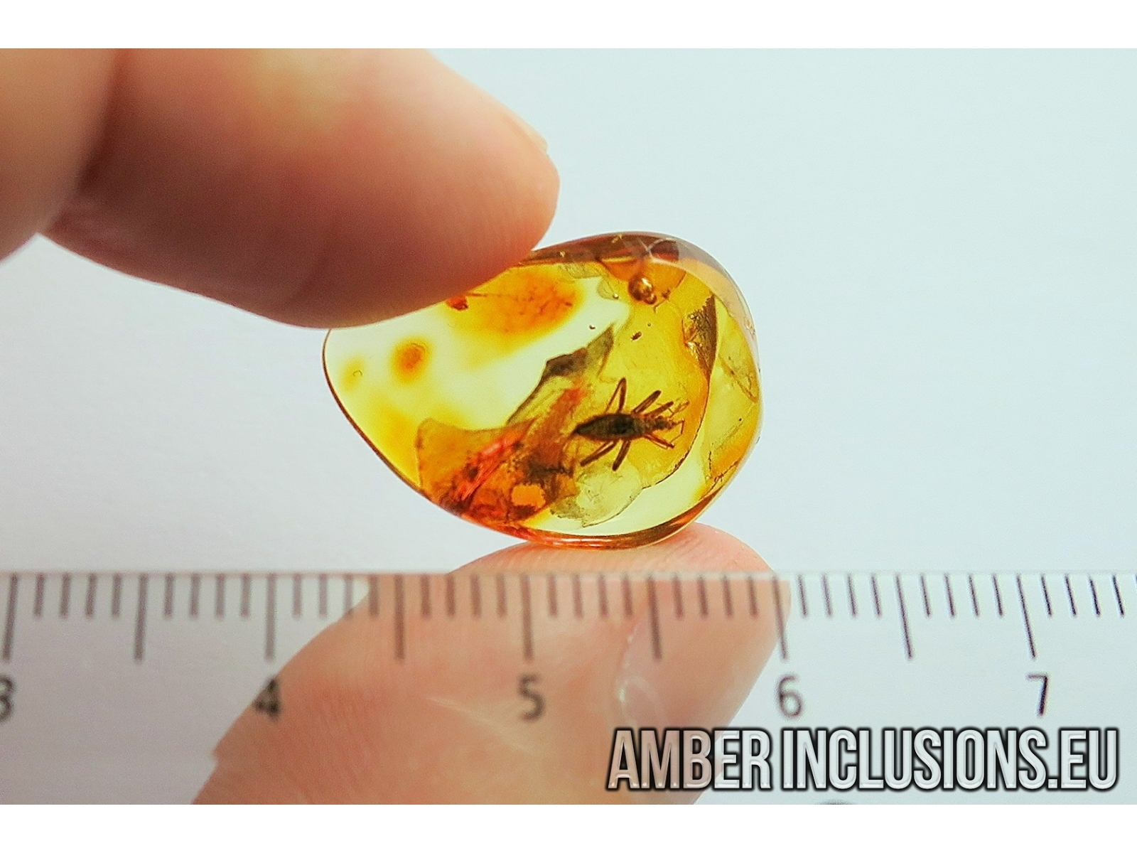 Rare Water Bug, Veliidae. Fossil insect in Baltic amber #7056 | www ...