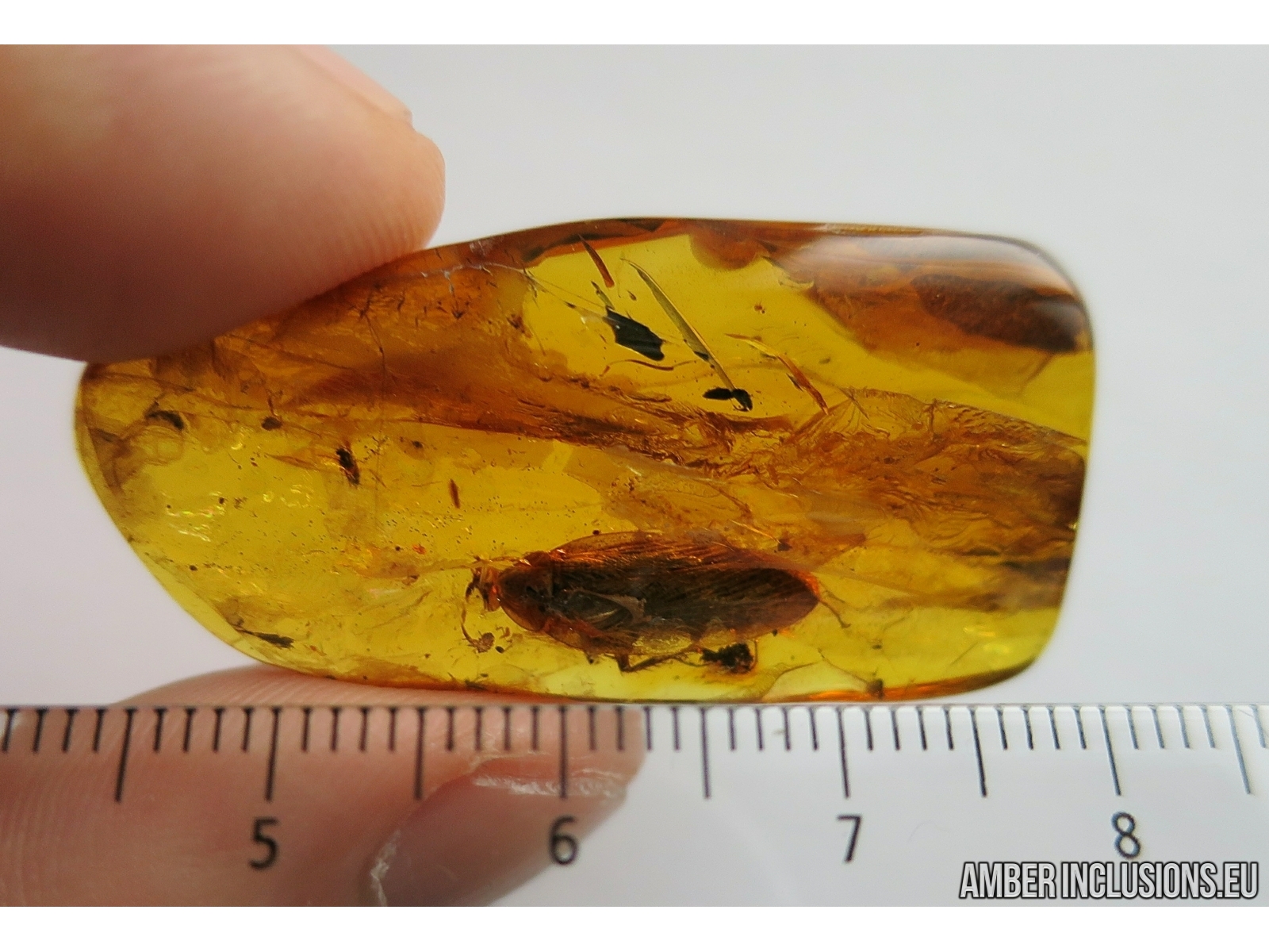 Big 15mm! Cockroach, Blattaria. Fossil insect in Baltic amber #7235 ...