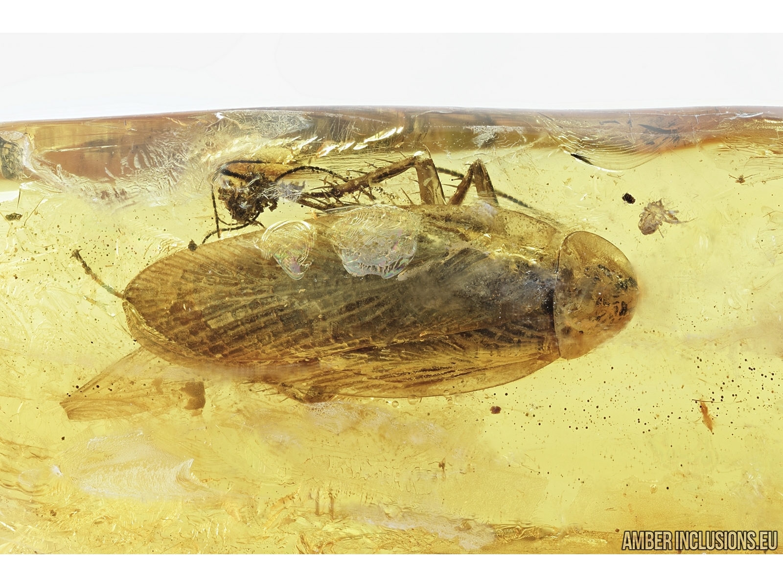 Big 15mm! Cockroach, Blattaria. Fossil insect in Baltic amber #7235 ...