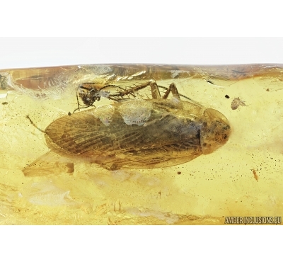 Big 15mm! Cockroach, Blattaria. Fossil insect in Baltic amber #7235 ...