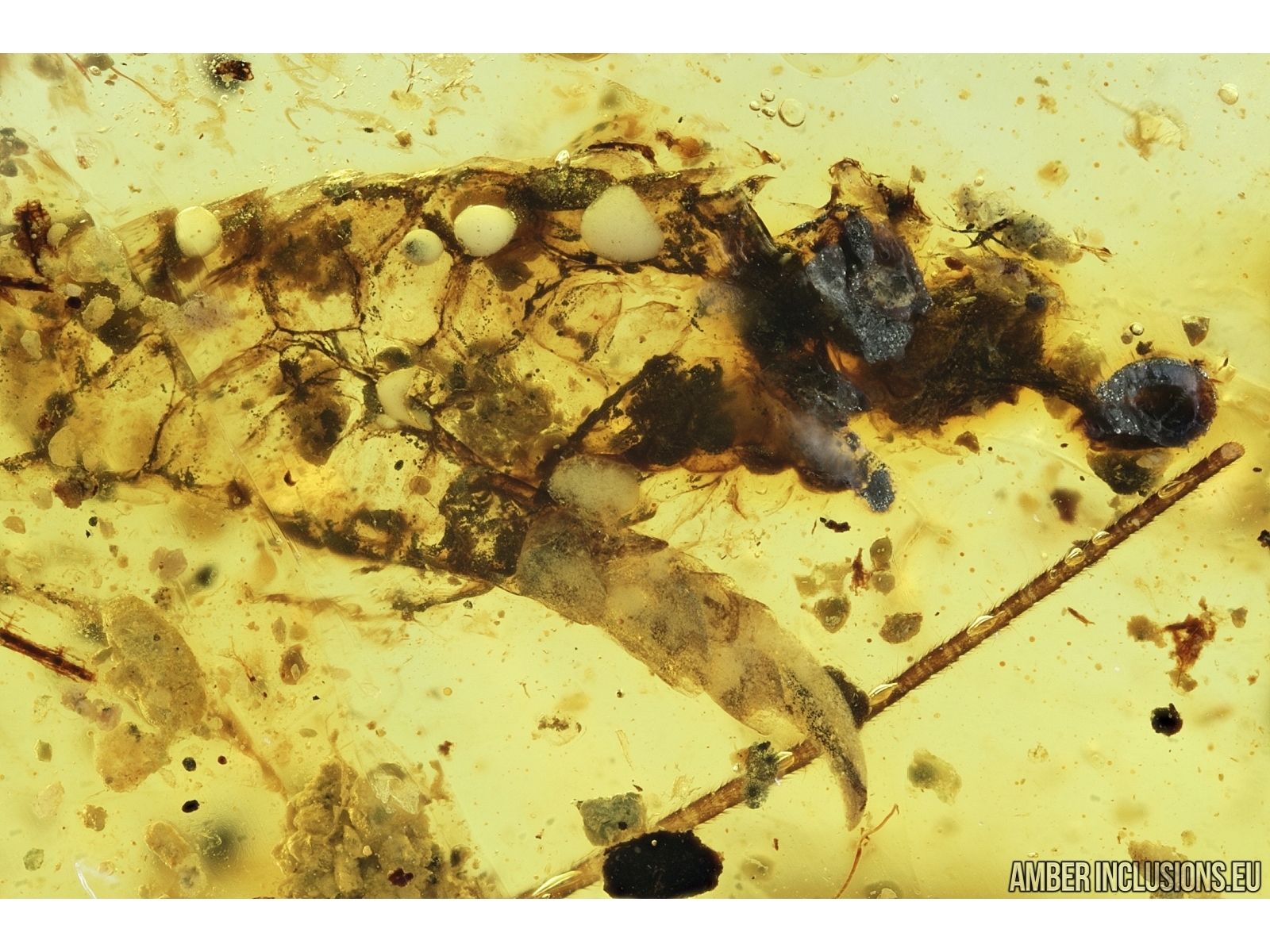 Very Rare Gecko Paw. Fossil inclusion in Burmite Amber from Myanmar ...