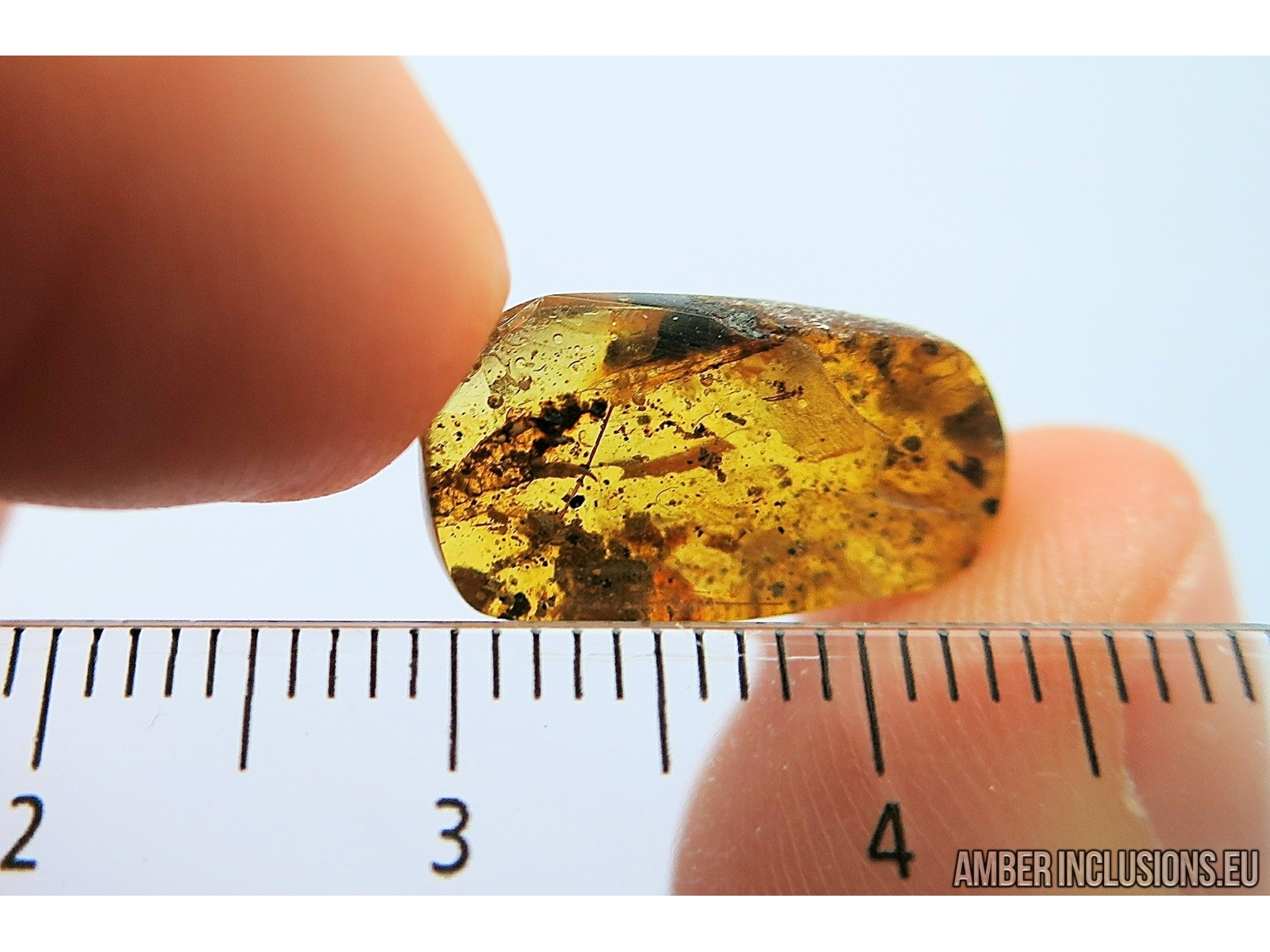 Very Rare Gecko Paw. Fossil inclusion in Burmite Amber from Myanmar ...