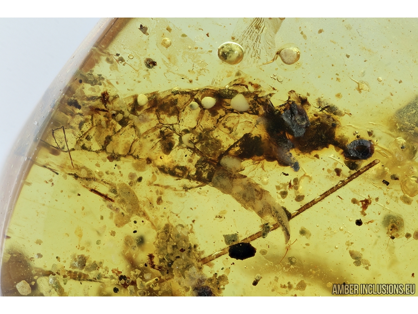 Very Rare Gecko Paw. Fossil inclusion in Burmite Amber from Myanmar ...